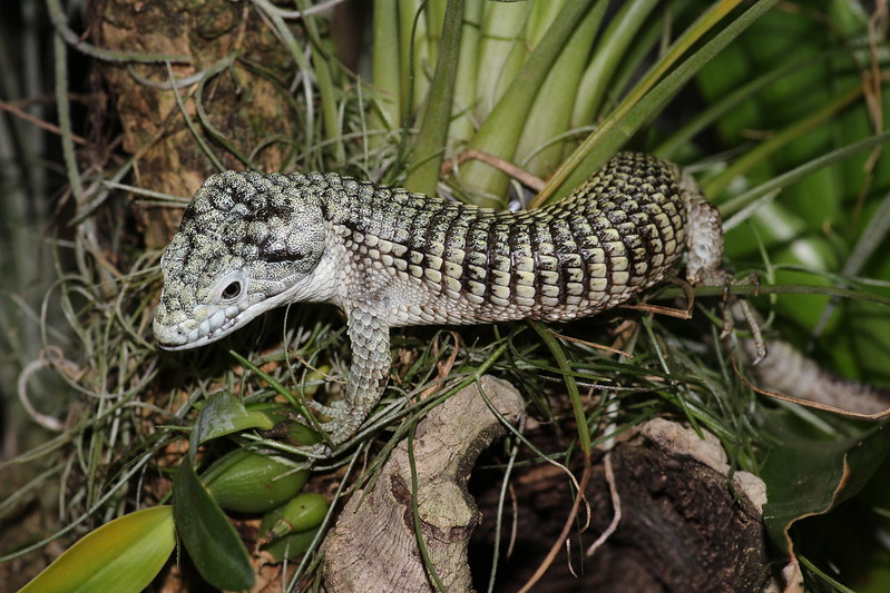 Abronia taeniata | The Banded Arboreal Alligator Lizard | Reptile Care Blog