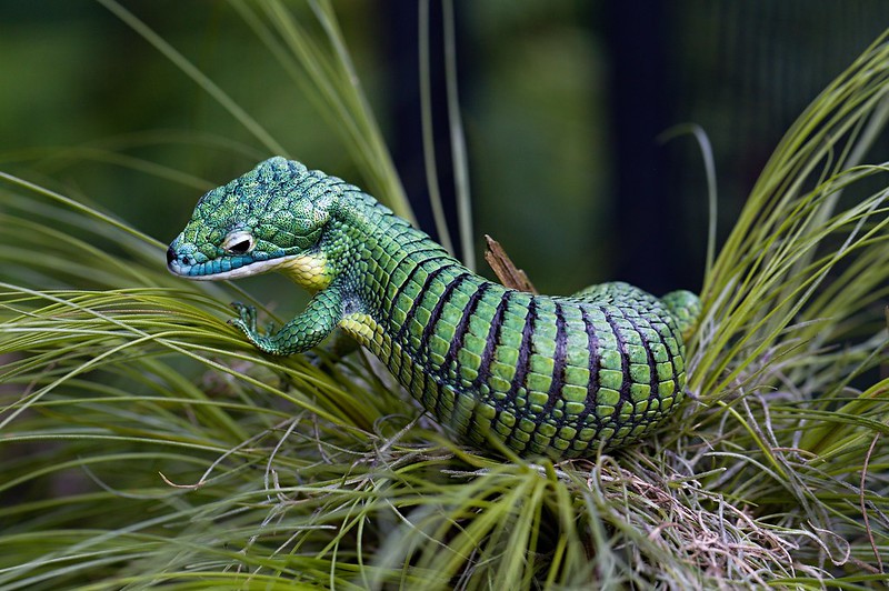 Abronia Graminea Care Guide | Mexican Aboreal Alligator Lizard ...