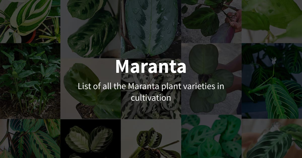 Maranta species, cultivars and hybrids - genus Maranta