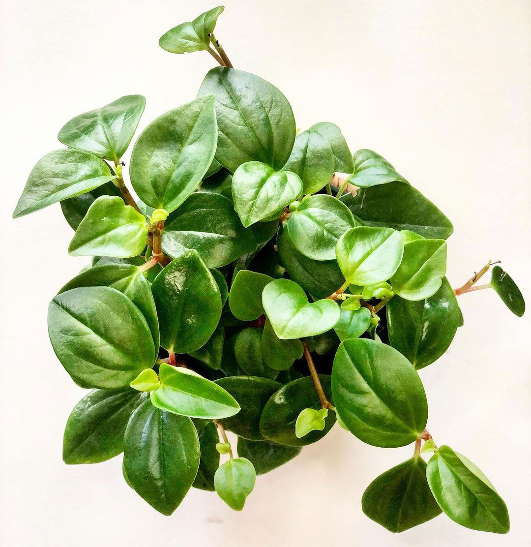 Houseplants