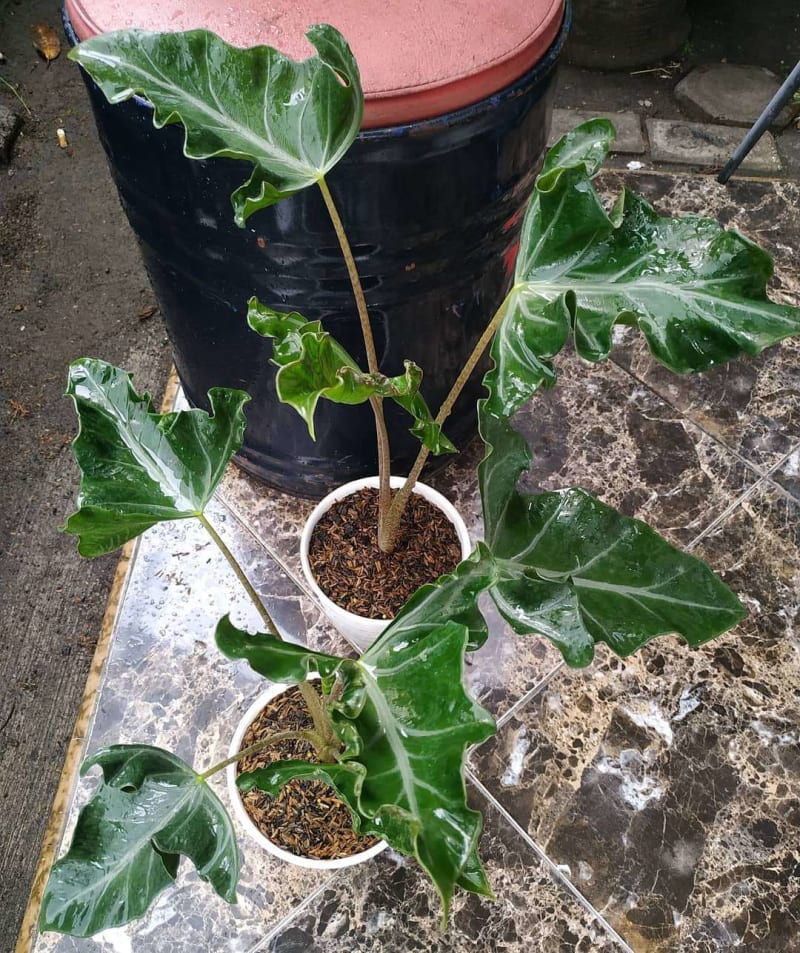 Alocasia species, cultivars and hybrids - genus Alocasia