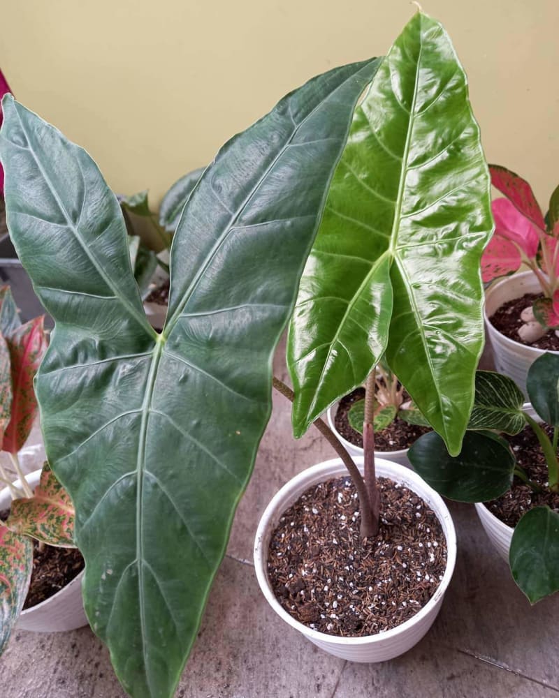 Alocasia species, cultivars and hybrids - genus Alocasia