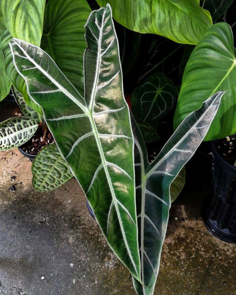 Alocasia species, cultivars and hybrids - genus Alocasia