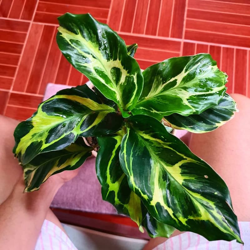 Houseplants houseplants