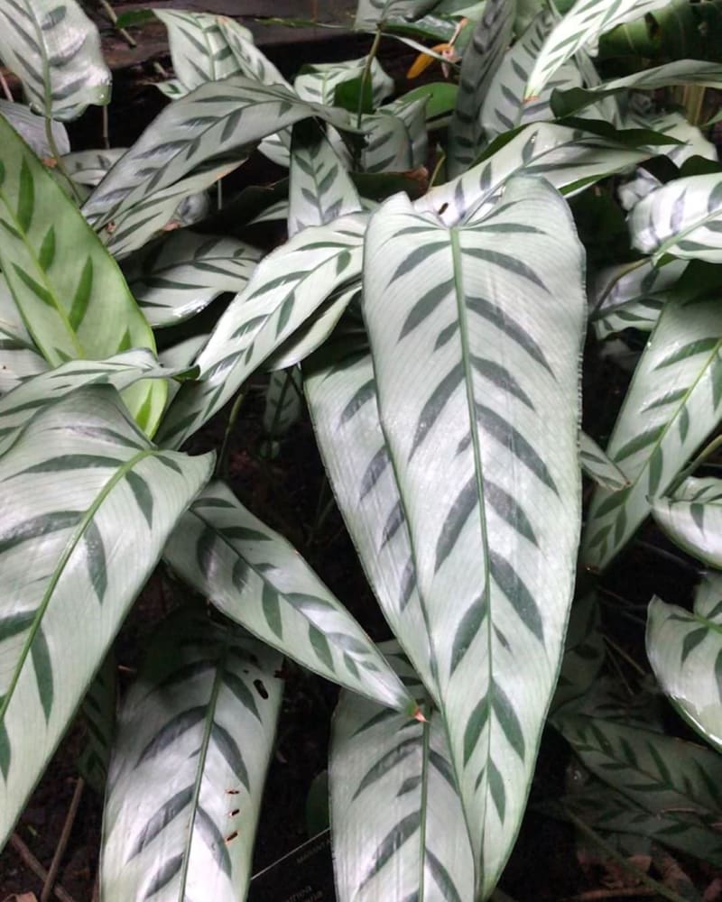 Calathea-goeppertia species, cultivars and hybrids - genus Calathea ...