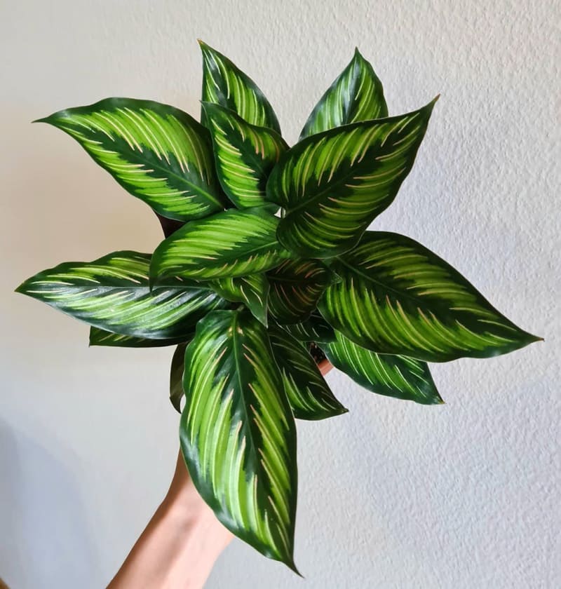 Calathea-goeppertia species, cultivars and hybrids - genus Calathea ...