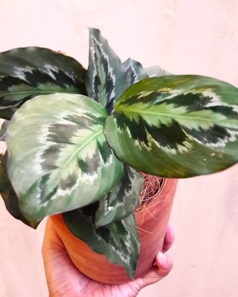 Calathea-goeppertia species, cultivars and hybrids - genus Calathea ...