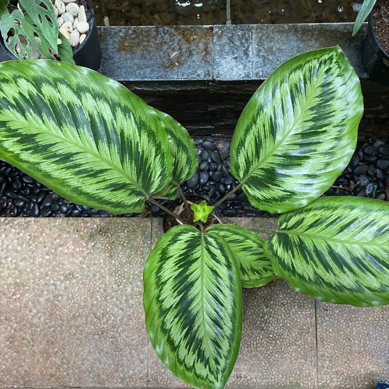 Calathea-goeppertia species, cultivars and hybrids - genus Calathea ...