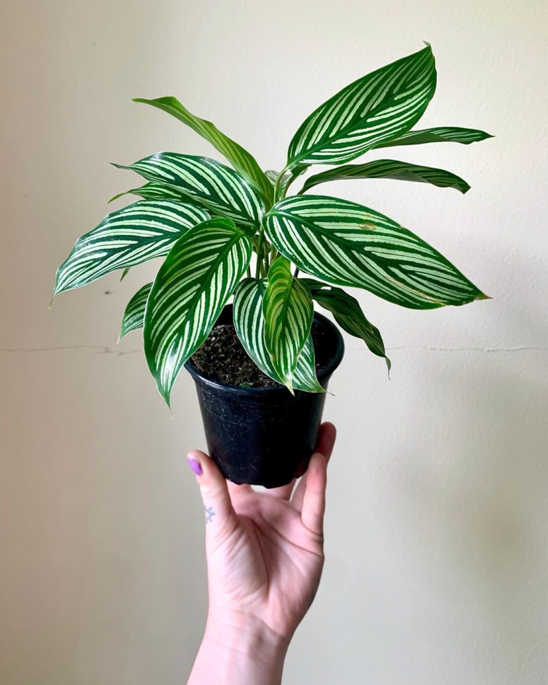 Calathea-goeppertia species, cultivars and hybrids - genus Calathea ...