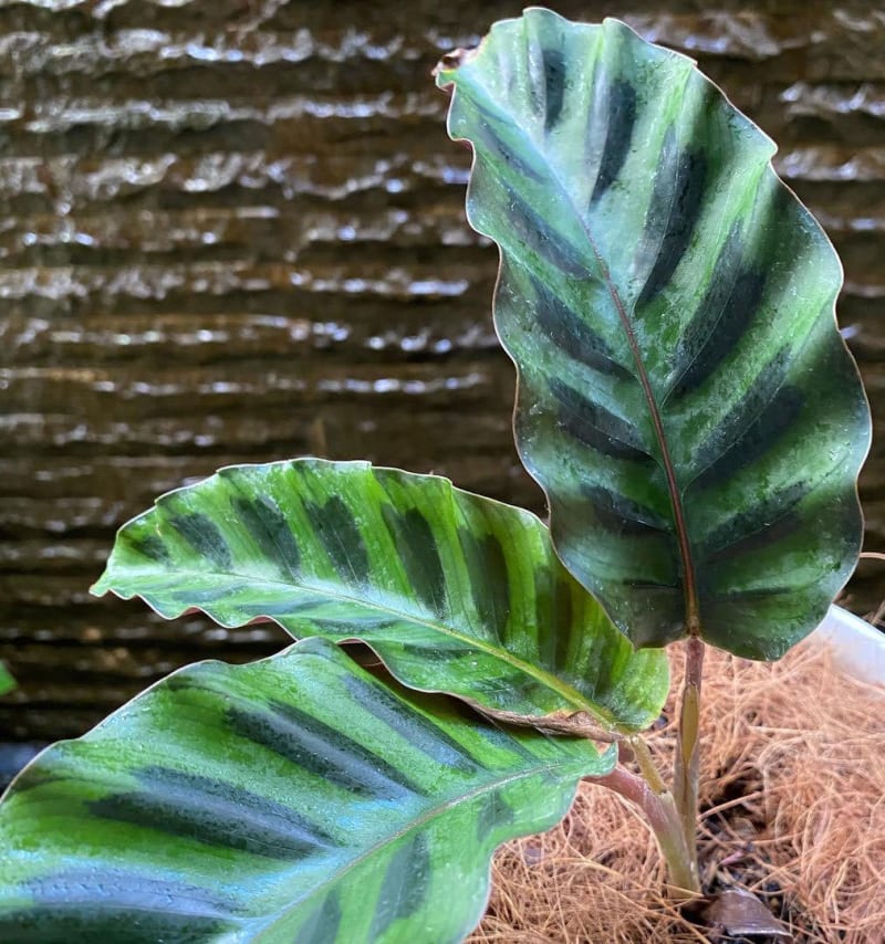 Calathea-goeppertia species, cultivars and hybrids - genus Calathea ...