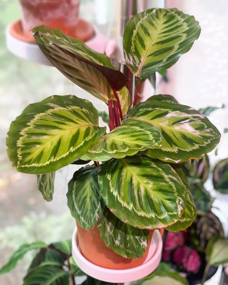Calathea-goeppertia species, cultivars and hybrids - genus Calathea ...