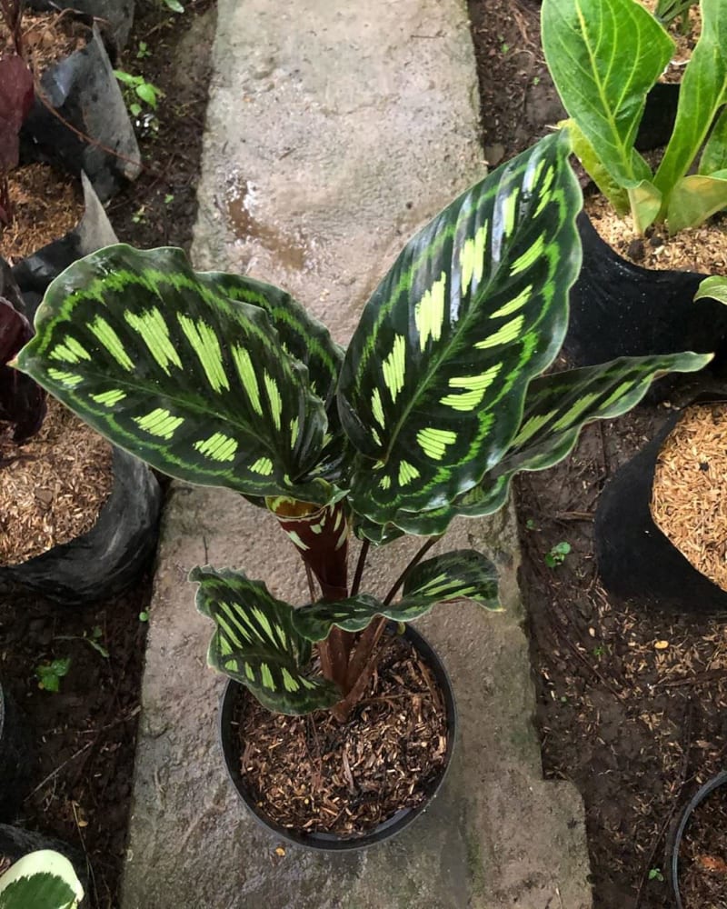 Calathea-goeppertia species, cultivars and hybrids - genus Calathea ...