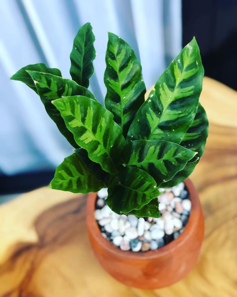 Calathea-goeppertia species, cultivars and hybrids - genus Calathea ...