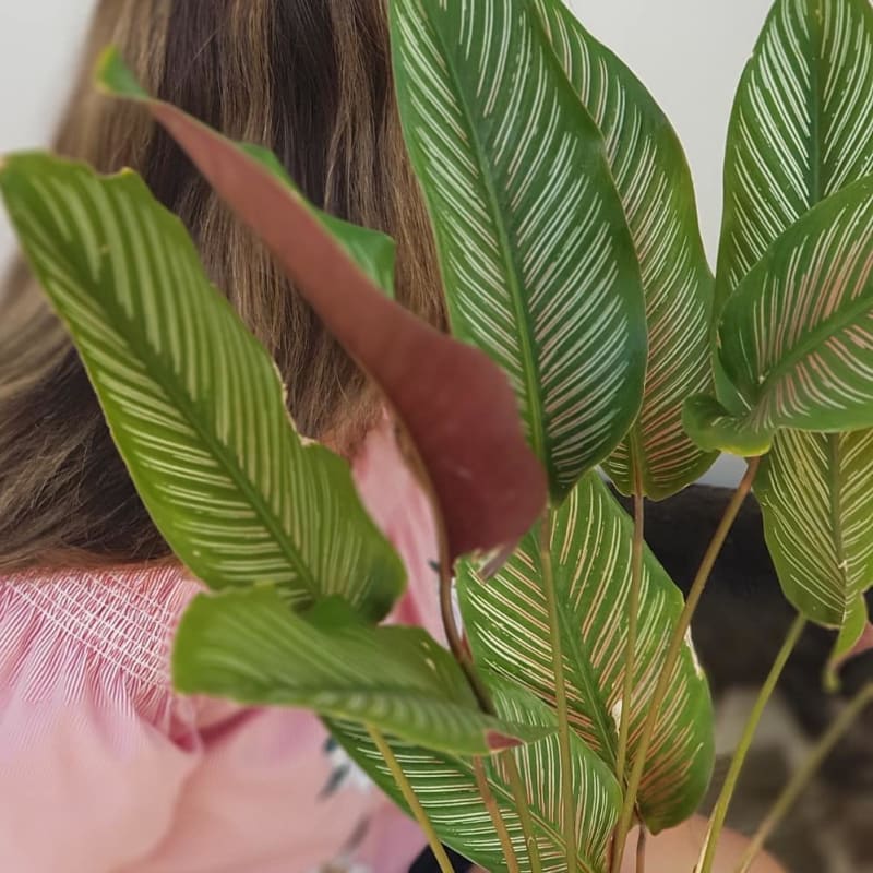 Calathea-goeppertia species, cultivars and hybrids - genus Calathea ...