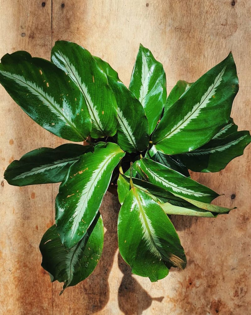 Calathea-goeppertia species, cultivars and hybrids - genus Calathea ...