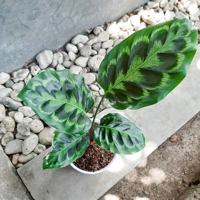 Calathea-goeppertia species, cultivars and hybrids - genus Calathea ...