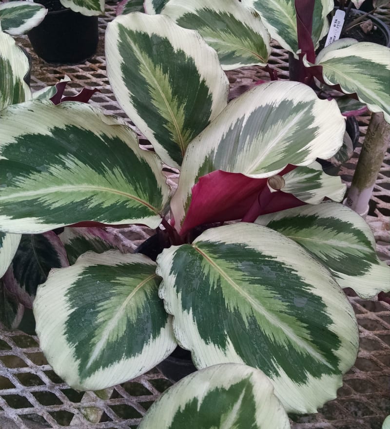 Calathea-goeppertia species, cultivars and hybrids - genus Calathea ...