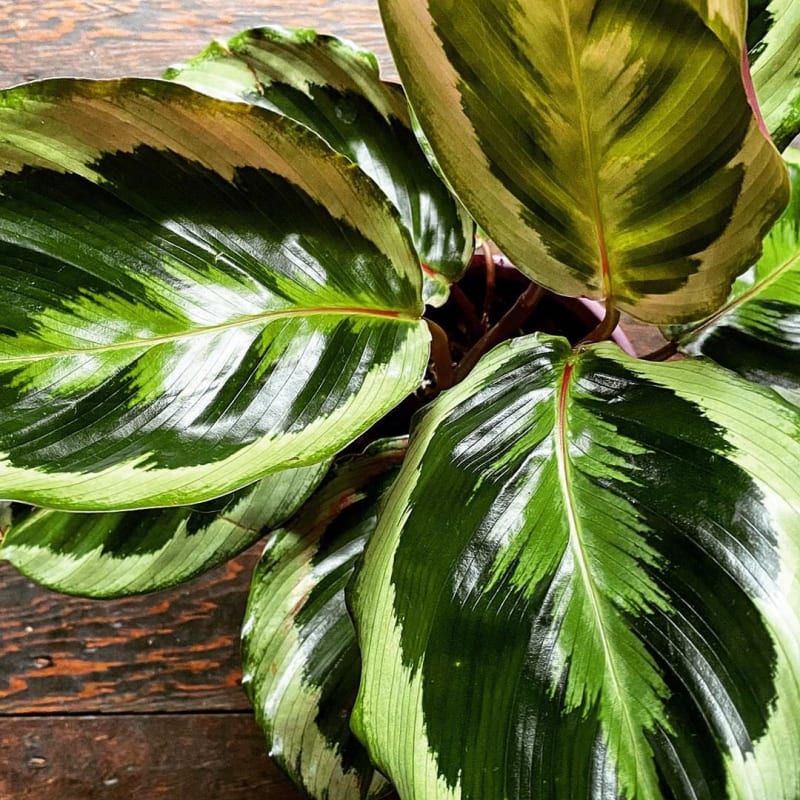 Calathea-goeppertia species, cultivars and hybrids - genus Calathea ...