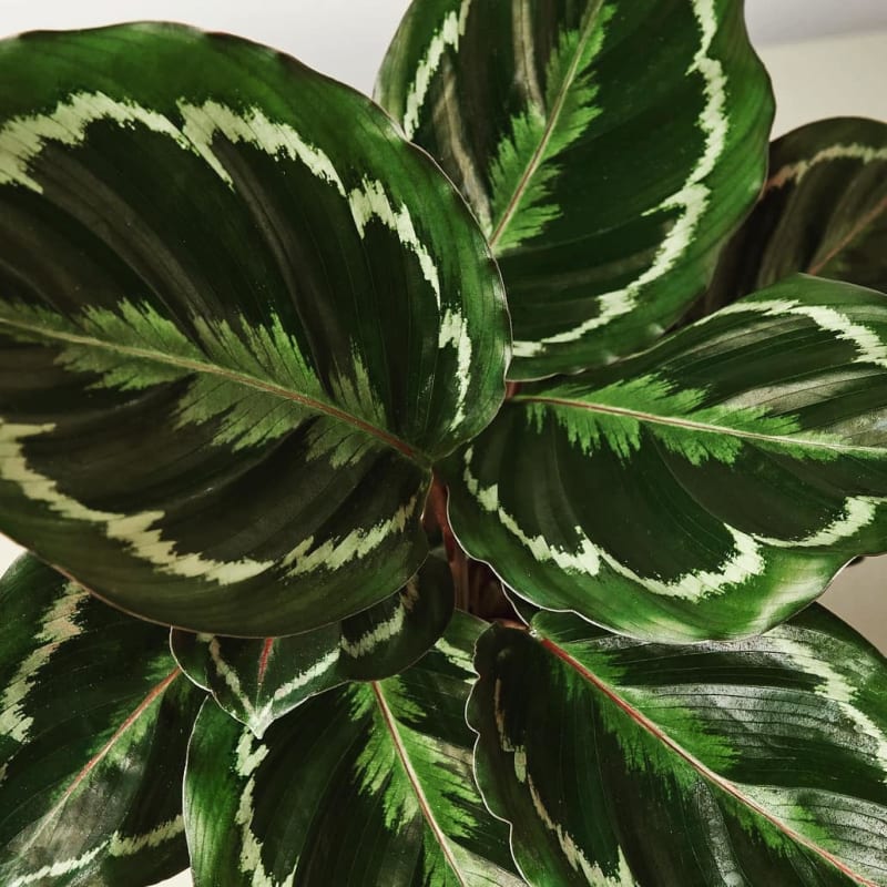 Calathea-goeppertia species, cultivars and hybrids - genus Calathea ...