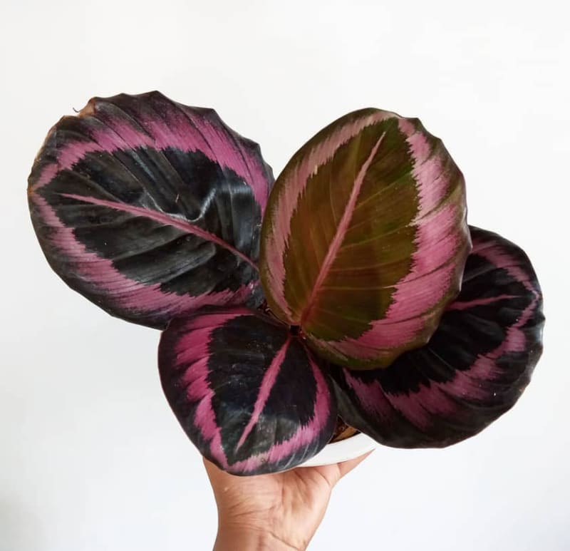 Calathea-goeppertia species, cultivars and hybrids - genus Calathea ...