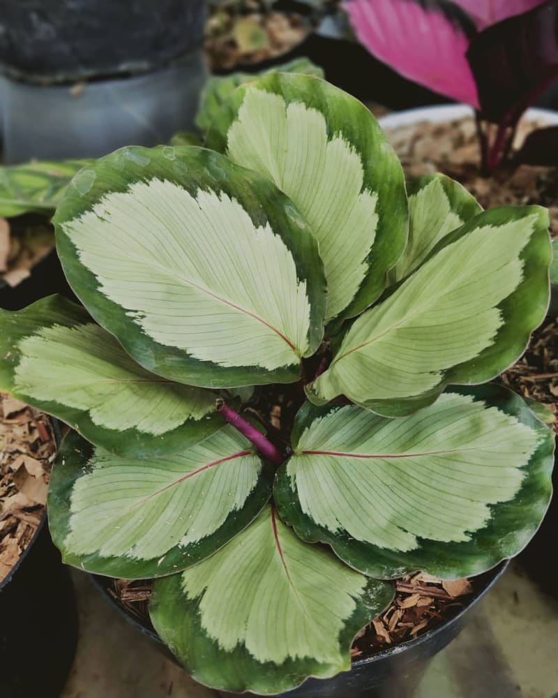 Calathea-goeppertia species, cultivars and hybrids - genus Calathea ...