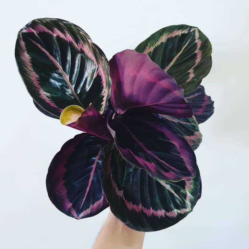 Calathea-goeppertia species, cultivars and hybrids - genus Calathea ...