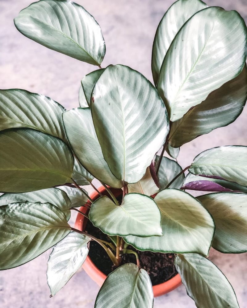 Calathea-goeppertia species, cultivars and hybrids - genus Calathea ...