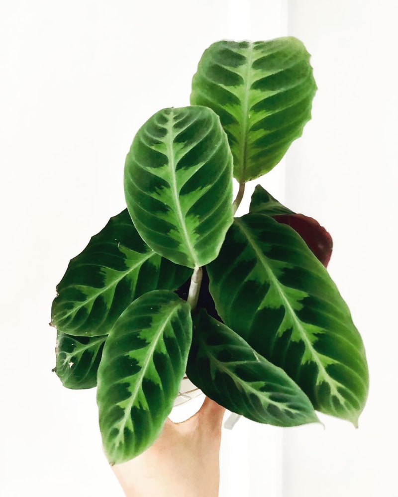 Calathea-goeppertia species, cultivars and hybrids - genus Calathea ...
