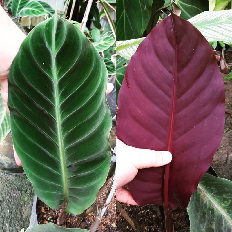 Calathea-goeppertia species, cultivars and hybrids - genus Calathea ...
