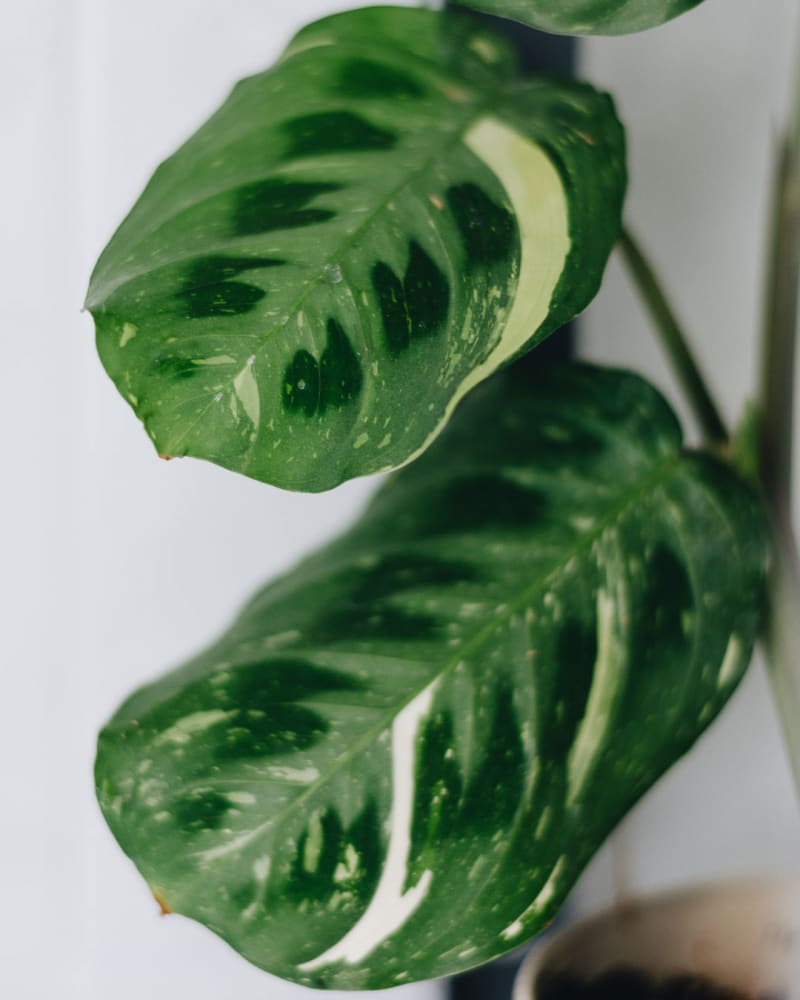 Maranta species, cultivars and hybrids - genus Maranta