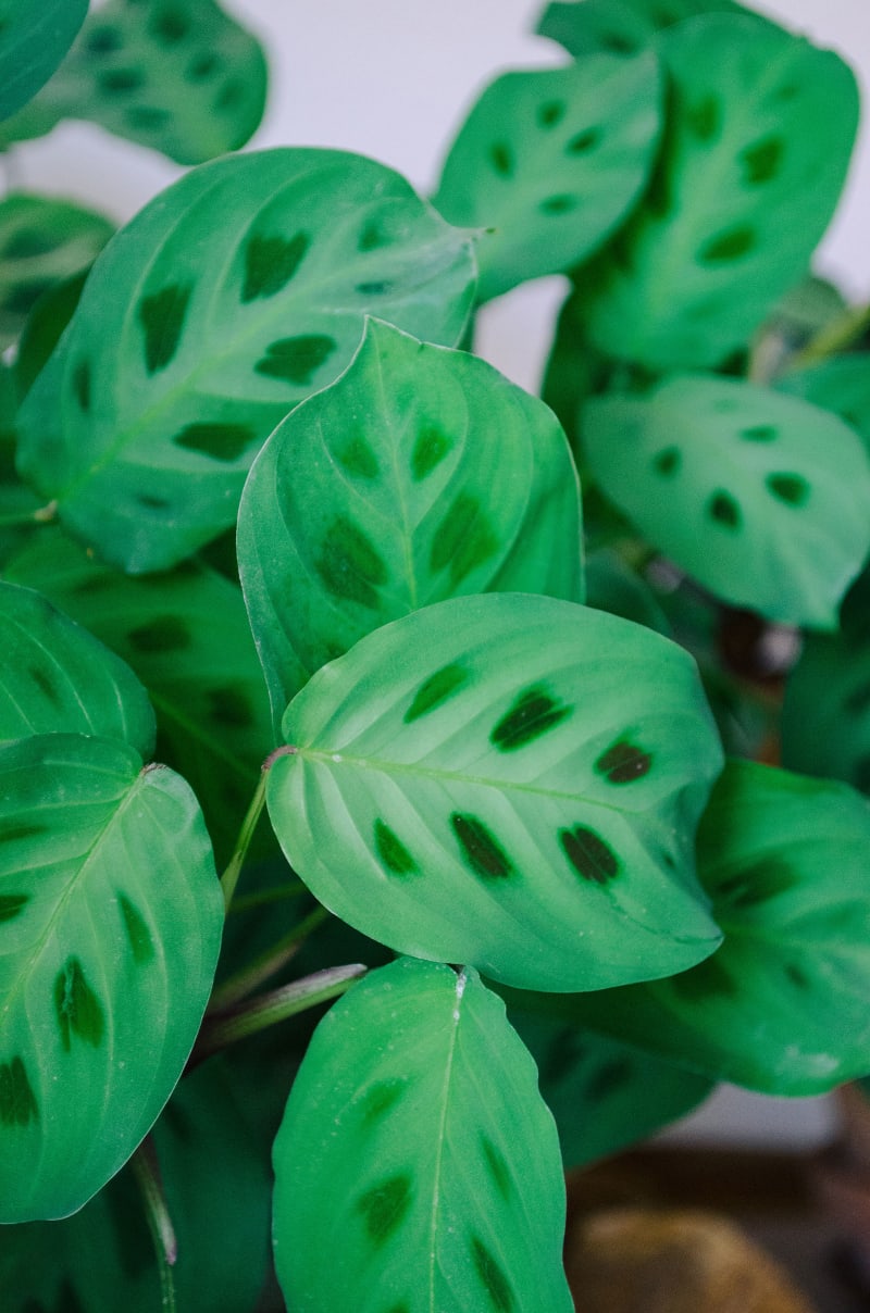 Maranta species, cultivars and hybrids - genus Maranta