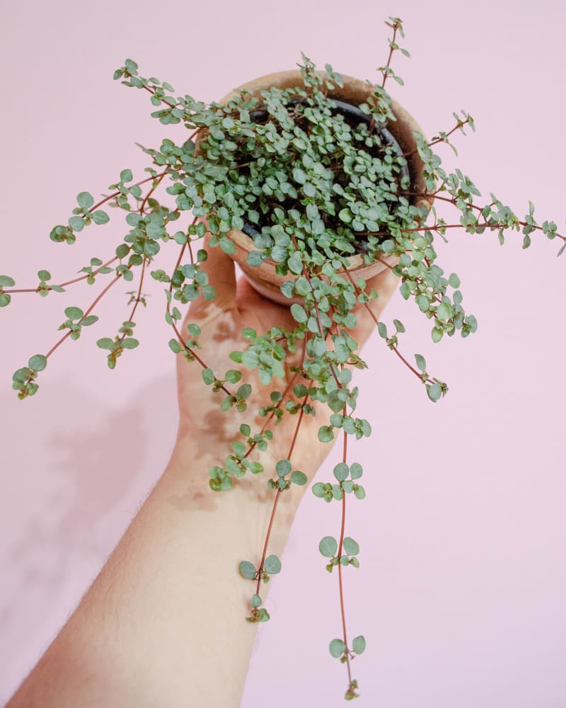 Pilea species, cultivars and hybrids - genus Pilea