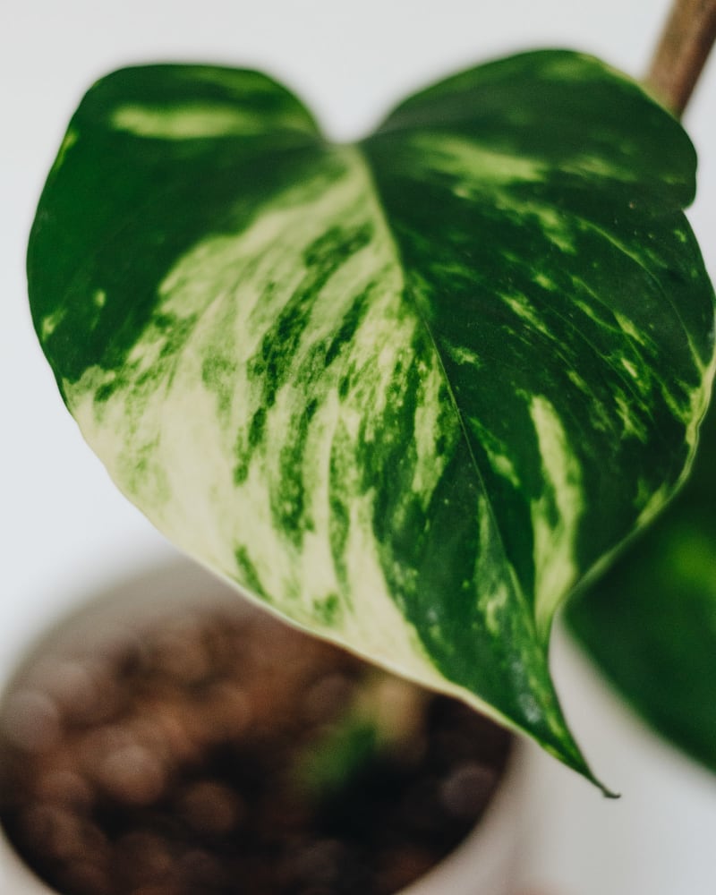 Houseplants