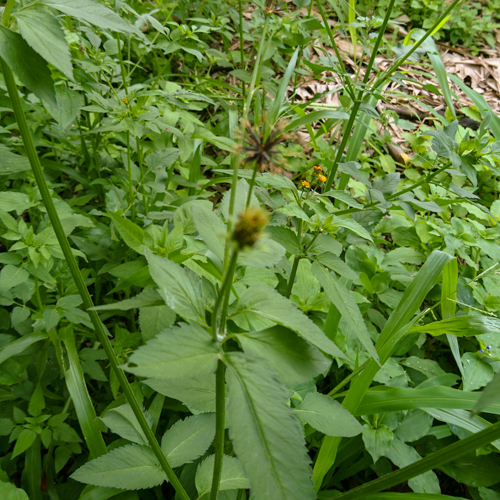 Carrapicho de Agulha