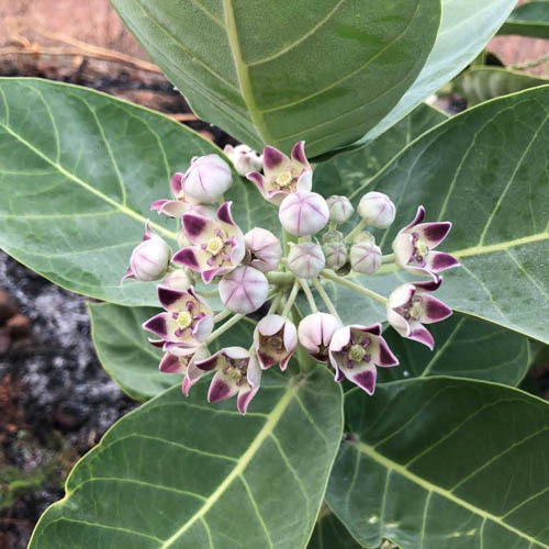 Flor de Seda