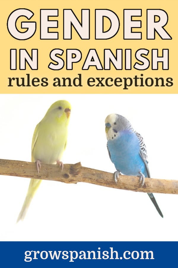 Gender in Spanish Grammar - What You Need to Know ⁄ Grow Spanish.com