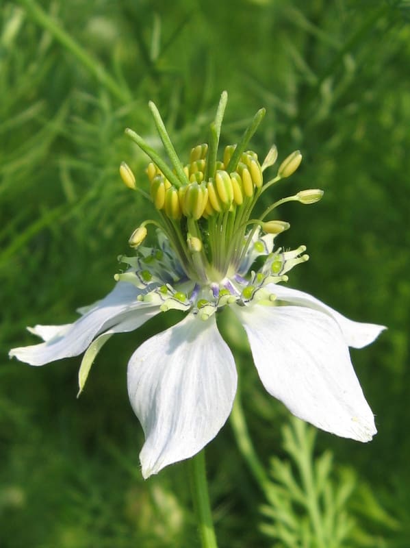 Nigella sativa | LexiPlant