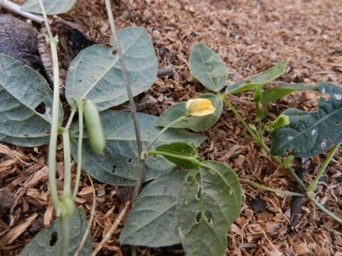 Vigna hosei | LexiPlant