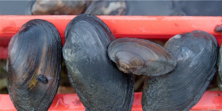 Government Writing to EU Over Post-Brexit Shellfish Ban
