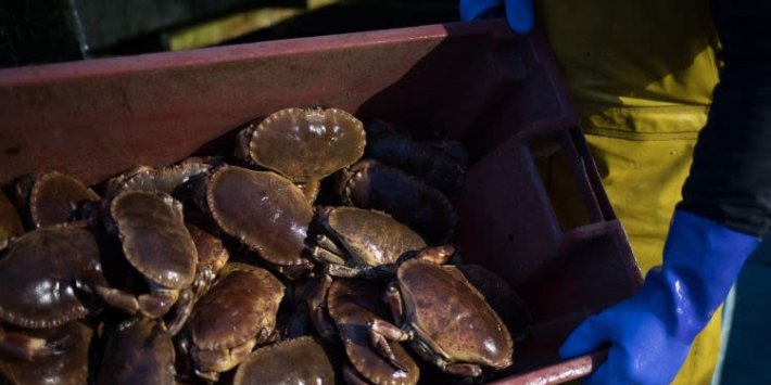 Shellfish Businesses: Purification Centers Won't Help Most Exports