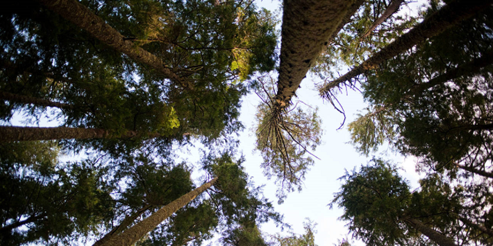 Third of World's Trees Threatened – Global Action Needed to Save Them