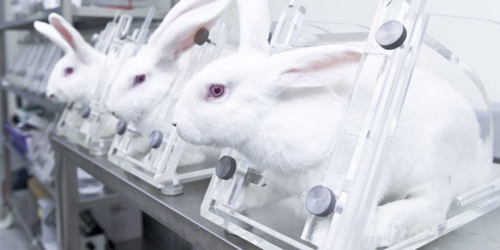 Cruelty Free International Publishes 'First Steps' Report on Animal ...