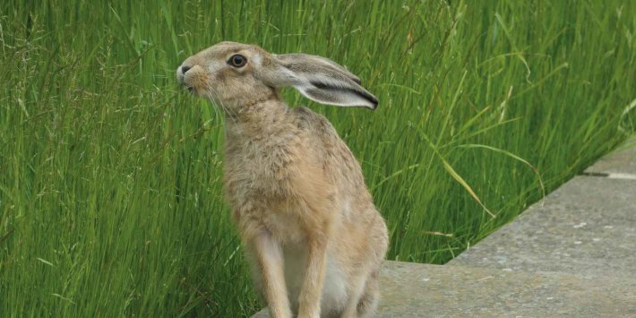 The House | 'Utterly captivating and poignant': Anthony Mangnall reviews 'Raising Hare'