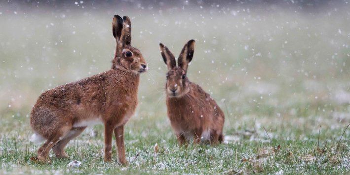 The House | We must establish a close season on hare shooting in ...