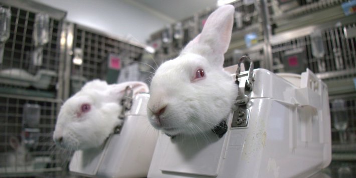 rabbits getting abused