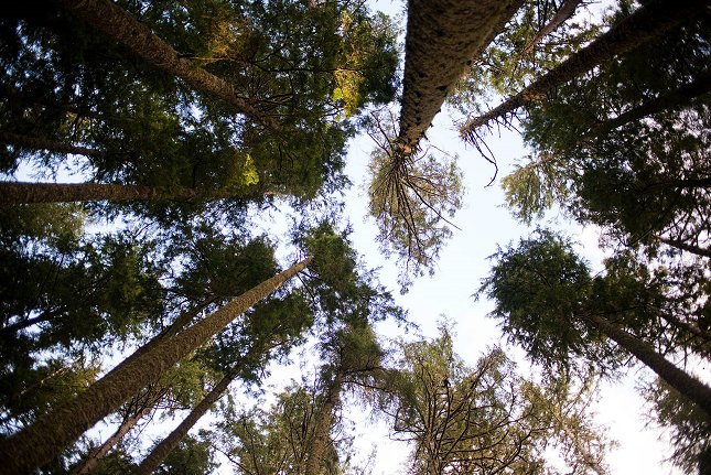 Third of World's Trees Threatened – Global Action Needed to Save Them