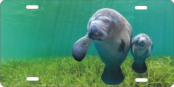 Manatee personalized novelty license plate decorative vanity front car ...