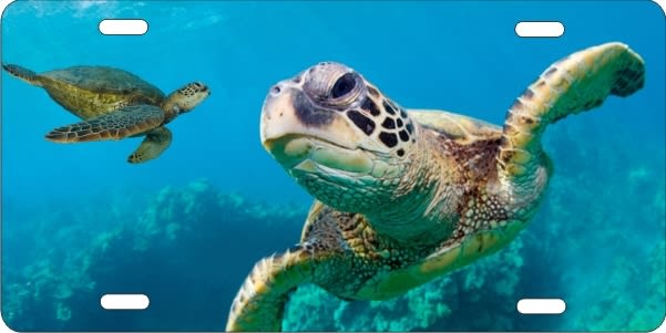 personalized novelty license plate sea turtle Custom License Plates ...