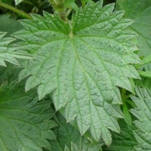 Nettle Extract - Water Based