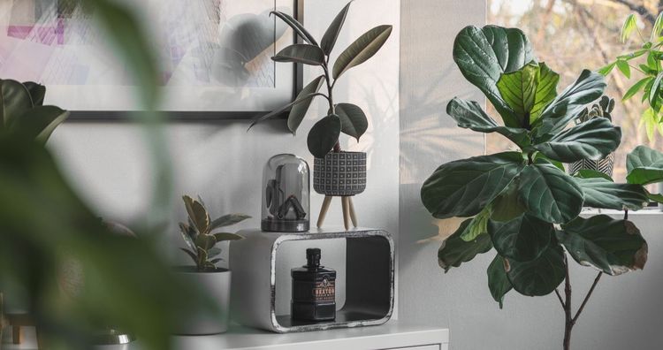 How plants can improve your mental health